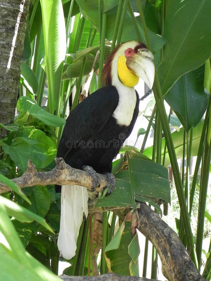 Parrot in the Shadown of a Palm-tree Stock Photo - Image of sunny ...