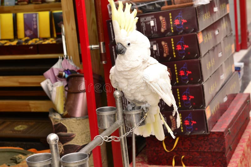 Macaw stock image. Image of legs, green, rich, parrot - 307097669