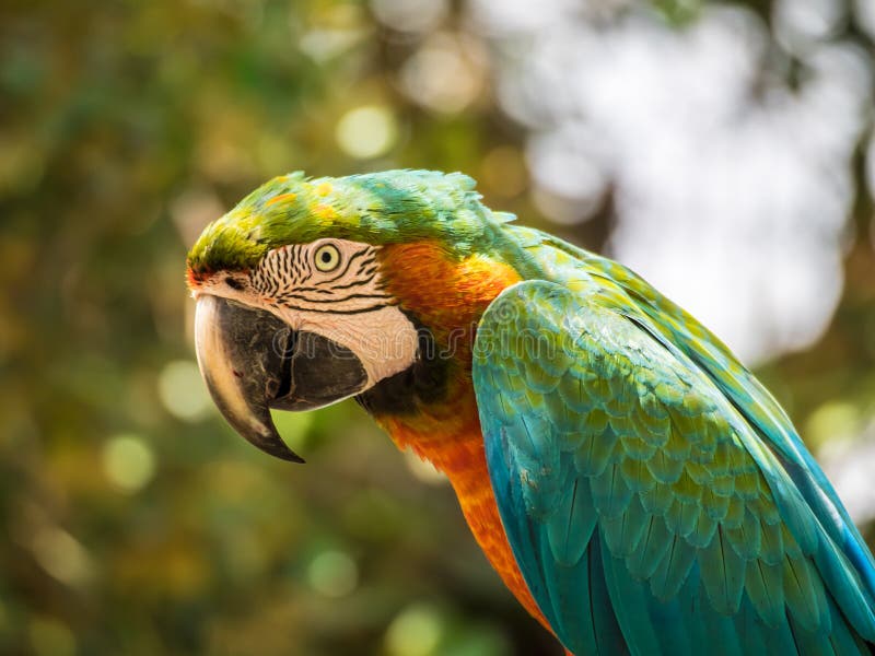 Parrot stock photo. Image of parrot, coast, coastline - 41300508