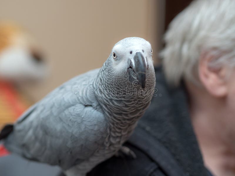 Parrot on the shoulder stock photo. Image of love, attractive - 246636430