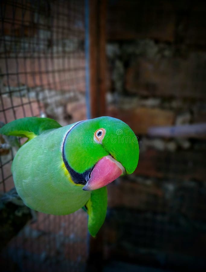 Max the Parrot - Showing Off! Stock Image - Image of bird, beak: 18855