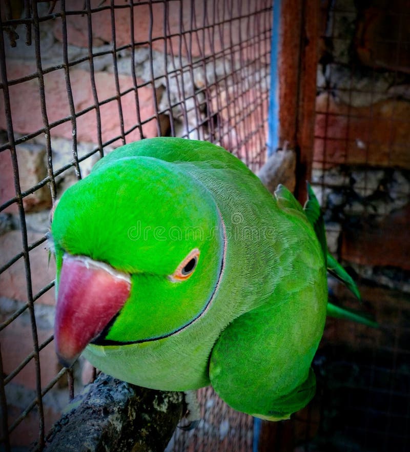 Max the Parrot - Showing Off! Stock Image - Image of bird, beak: 18855
