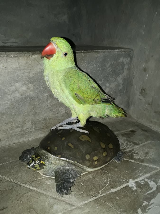 Parrot sit on Turtle stock photo. Image of beak, macaw - 224842432