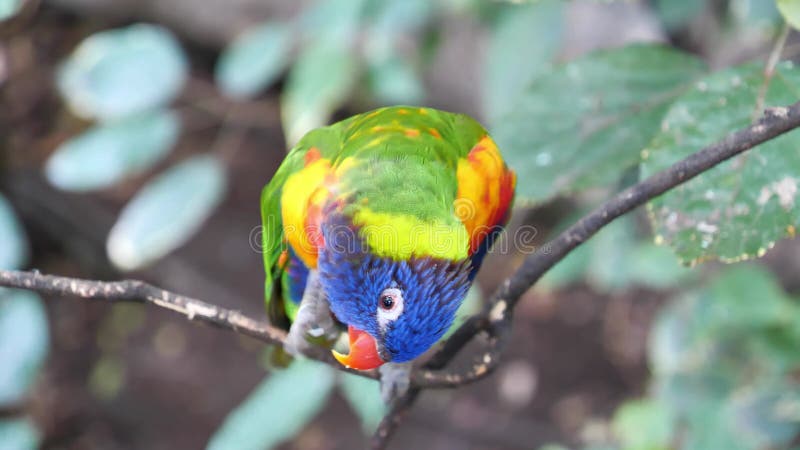 Ringed Parrot Sits on Tree Branch and Scratch Itself Stock Footage ...
