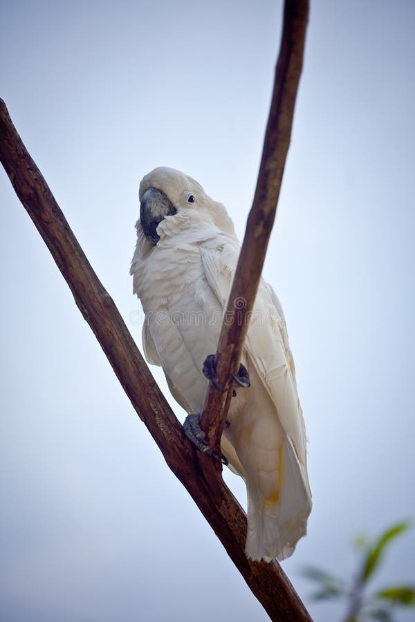 Parrot sitting on branch stock photo. Image of kakadu - 28584480
