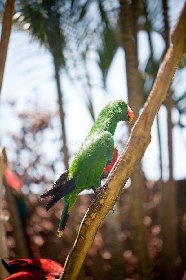 Parrot sitting on branch stock photo. Image of perching - 28584486
