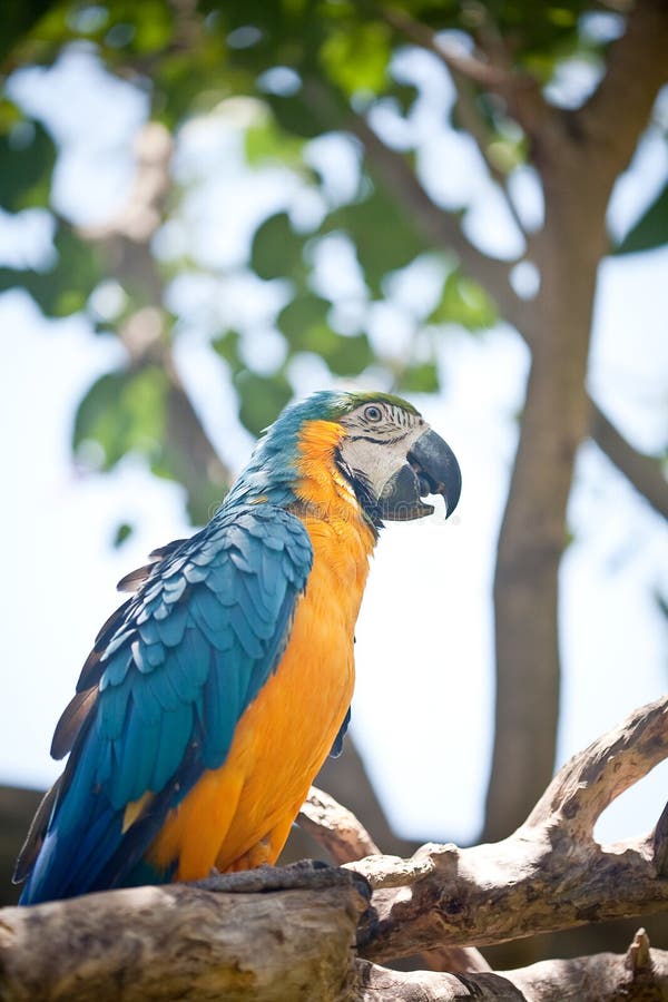 Parrot sitting on branch stock image. Image of colourful - 28584549