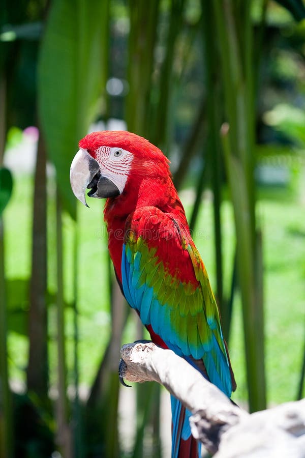 Parrot sitting on branch stock image. Image of avian - 28584559