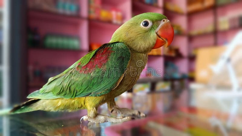 Parrot Sitting on Glass Table Looks Awesome in Blur Background. Stock ...