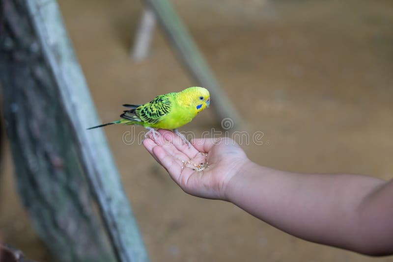 A Parrot Sitting on Hand. Wildlife Scene from Trop. Stock Image - Image ...