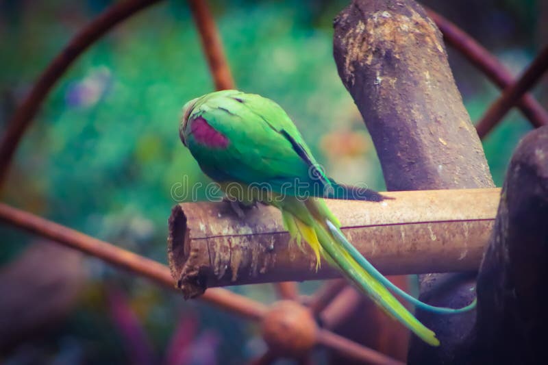 The Parrot is Sitting with Its Back. Parrot Back Closeup Stock Photo ...