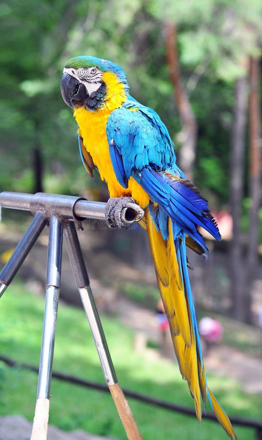 Parrot Sitting on Its Perch Stock Photo - Image of colored, head: 42380562