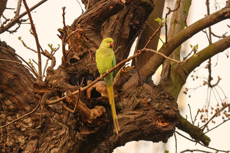 Parrot on a tree stock image. Image of birds, nest, spring - 189454735