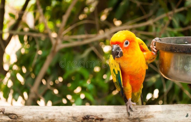 Parrot Sitting on the Perch Stock Photo - Image of beak, fauna: 41181204