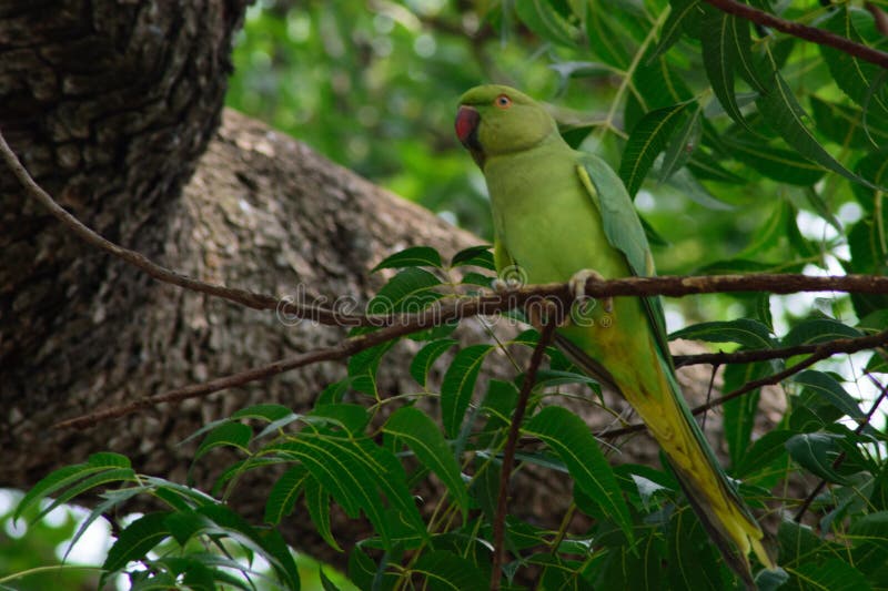 Parrot sitting on the tree stock image. Image of nature - 200152911