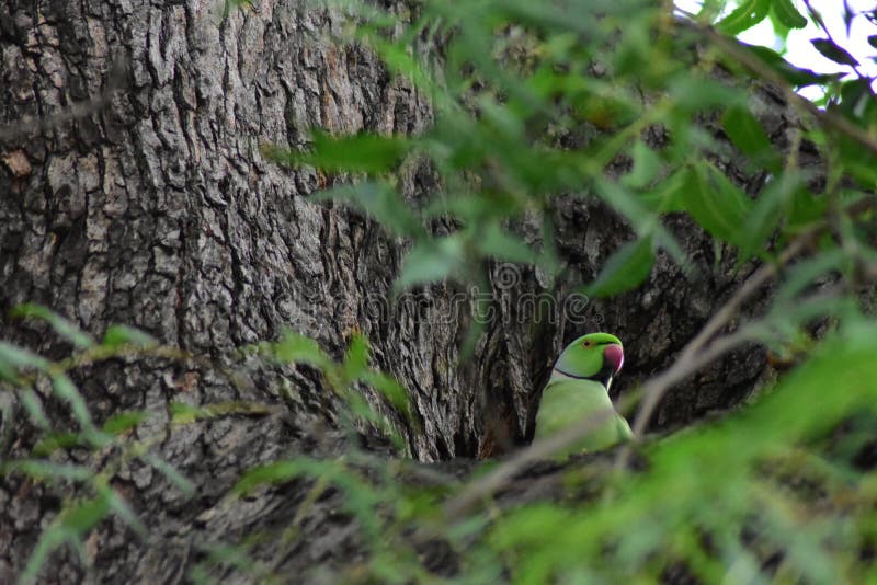 Parrot sitting on the tree stock image. Image of sitting - 200152933