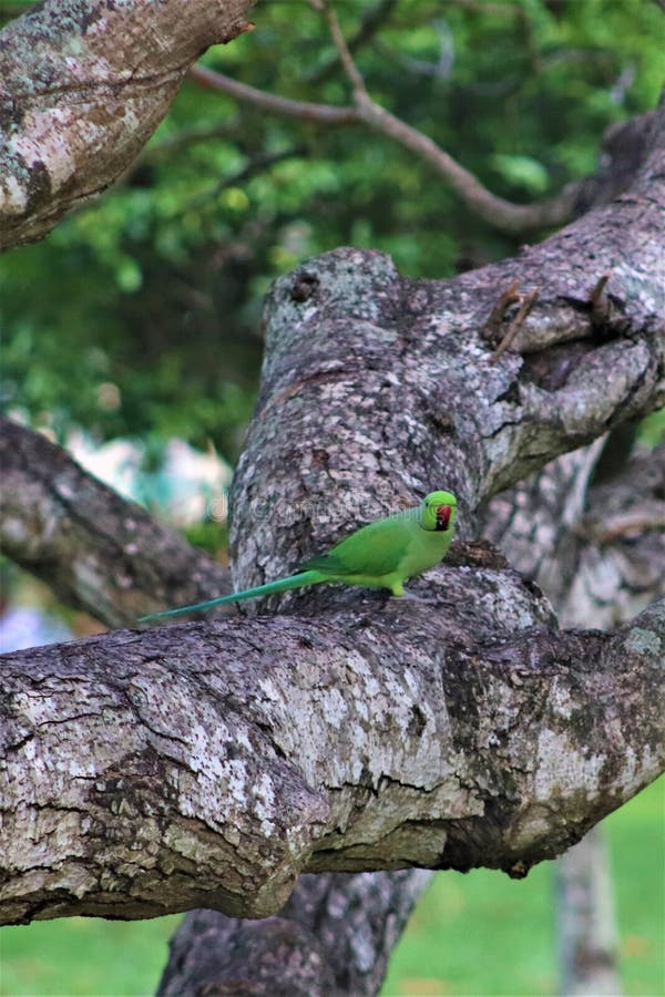 Parrot sitting on the tree stock image. Image of green - 259199155