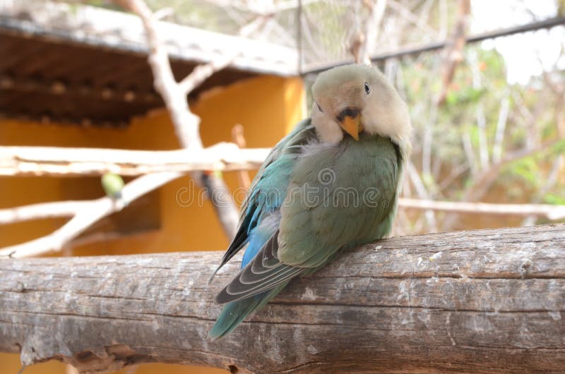 Parrot stock image. Image of feed, sleep, beak, crest - 53508729