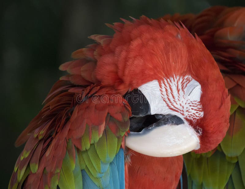 Parrot sleeping stock image. Image of squirrel, wood - 106639711