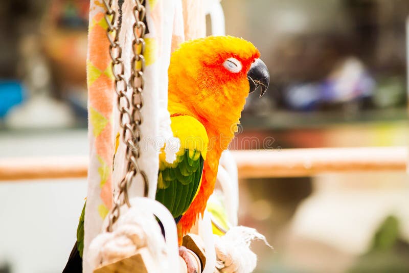 Parrot Sleeping on the Perch in the House Stock Photo - Image of green ...