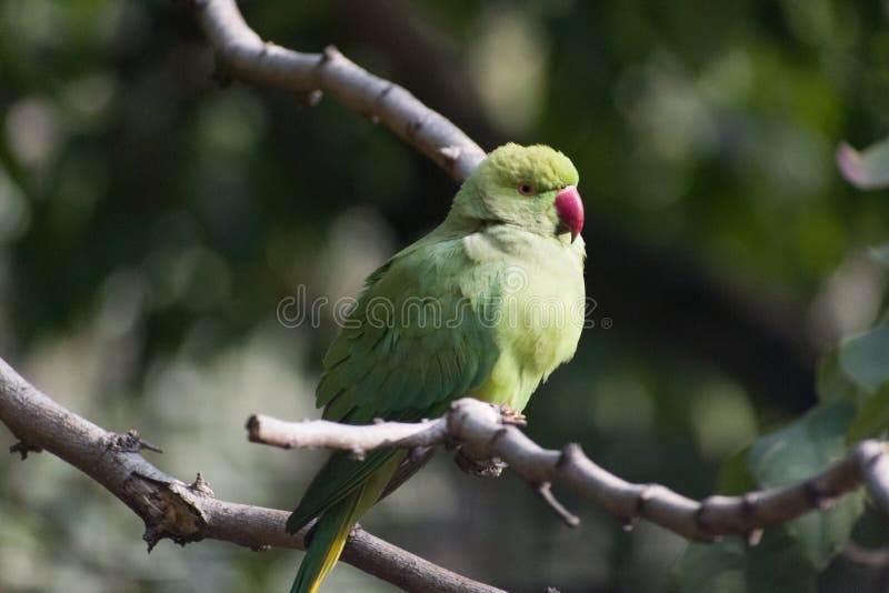 Sleeping Parrot stock image. Image of bird, beak, yellow - 11277489