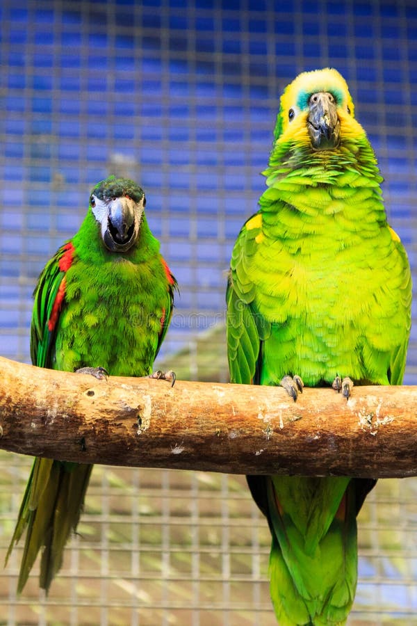 Parrot Small Bird on the Phone Stock Photo - Image of birds, exotic ...