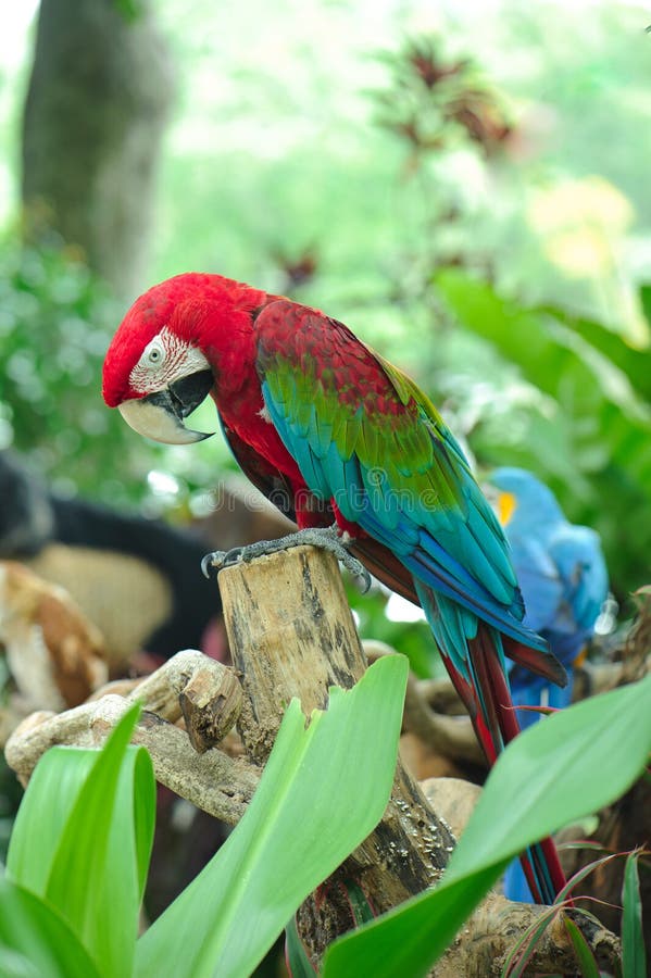 The Colorful Parrot Stand on the Branch Stock Photo - Image of design ...