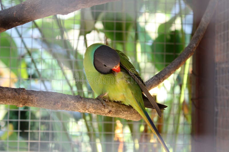 Rustic food and wine stock photo. Image of life, traditional - 22903650