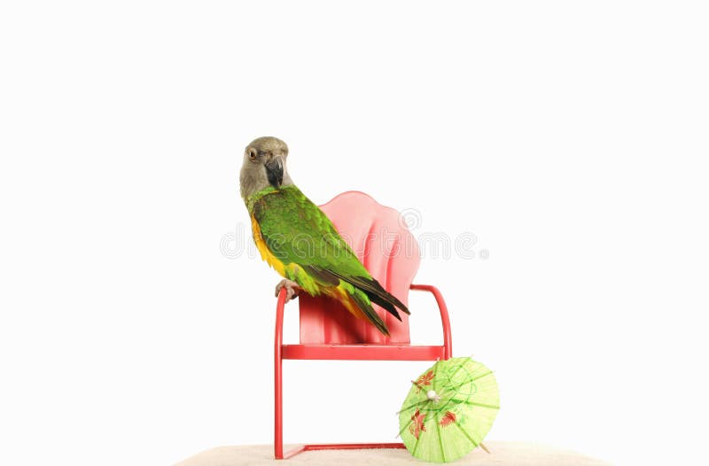 Parrot Standing on a Mini Chair. Conceptual Image Stock Photo - Image ...