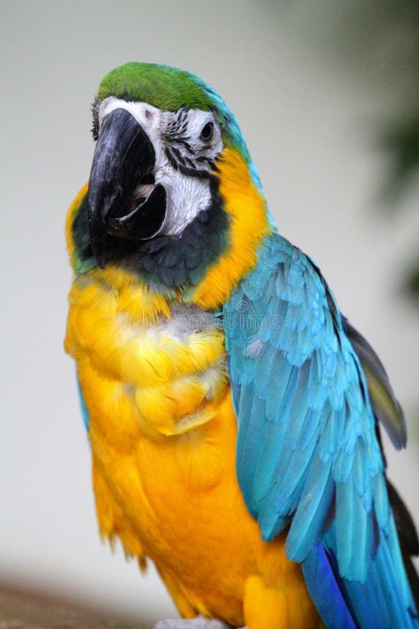 Parrot stock image. Image of species, vivid, color, fauna - 71413351