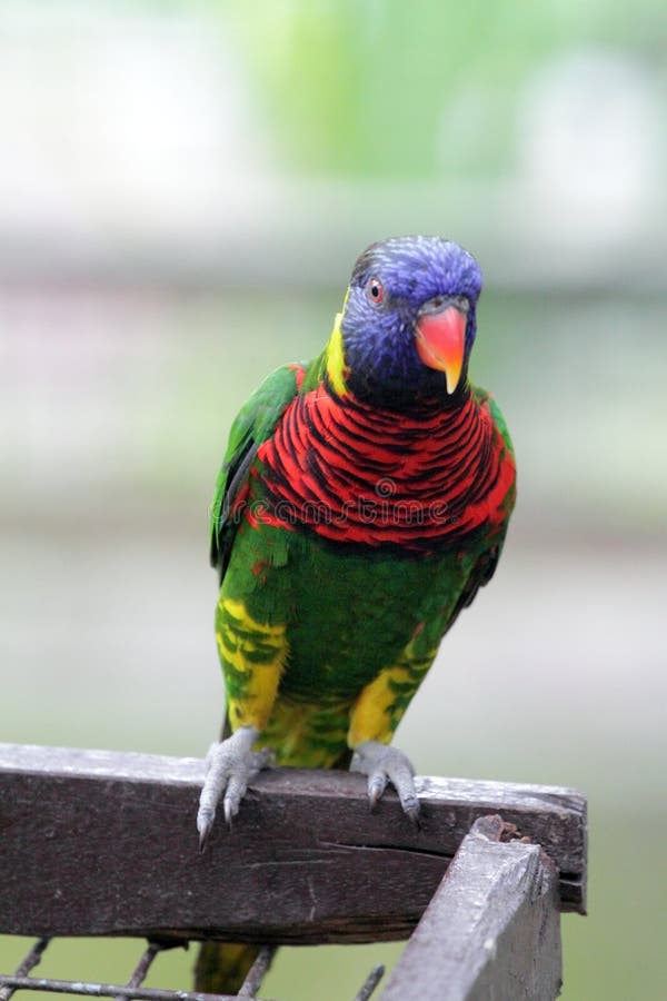 Parrot stock image. Image of vertebrate, colourful, tropics - 71414183
