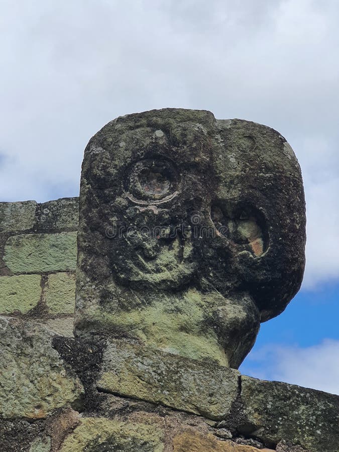 Parrot stone head stock photo. Image of tree, green - 178561858