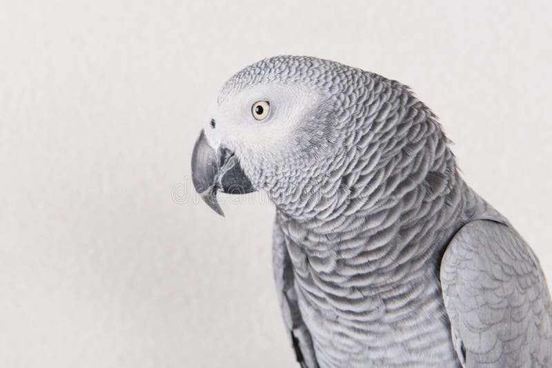 Parrot in studio stock image. Image of psittacus, parrot - 88049597