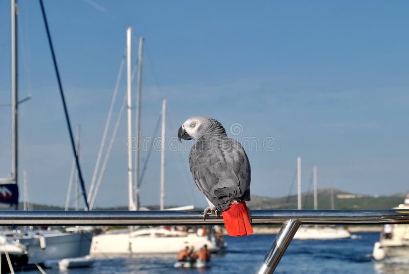 Parrot on summer vacation stock photo. Image of summer - 29011506