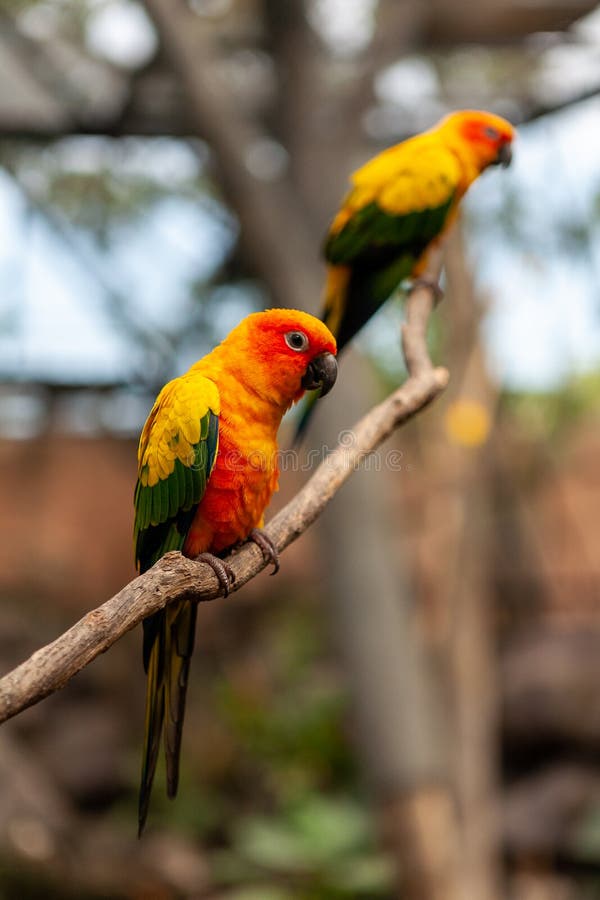 Parrot Sun Conure stock image. Image of bird, green - 204728839