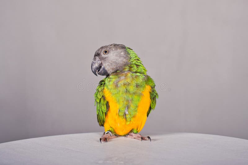 Parrot on a table stock photo. Image of parrot, yellow - 42547282