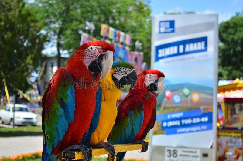 Parrot stock photo. Image of together, three, multicolored - 56420298