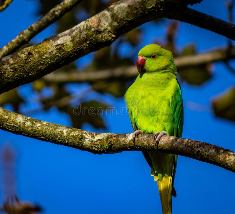 Parrot in a tree stock photo. Image of bird, england - 234912856