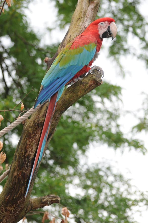 Parrot on Tree stock image. Image of wings, parrot, forest - 37710907