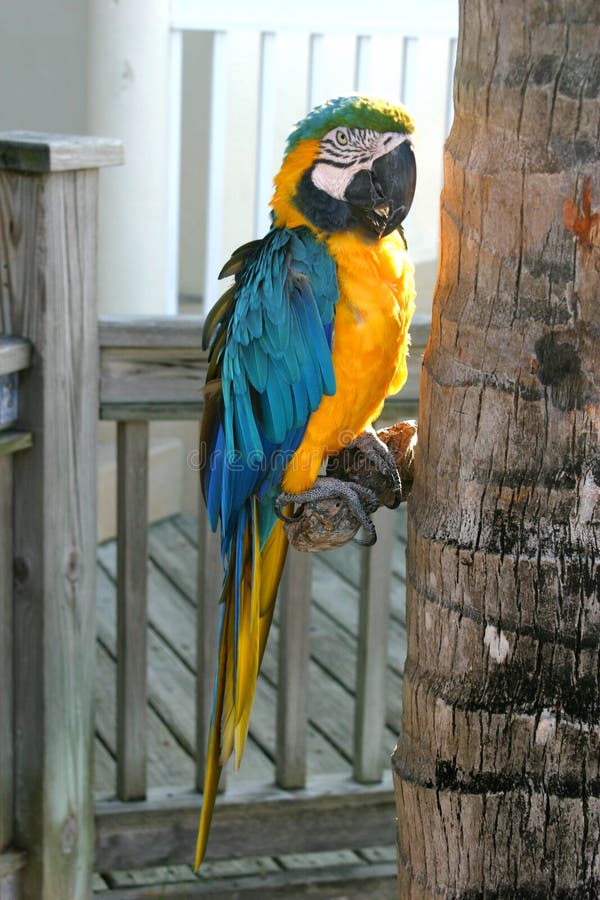 Parrot by tree stock image. Image of color, tropical, claw - 4234719