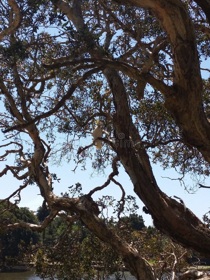 Parrot stock image. Image of tree, cockatoo, bird, park - 45513249