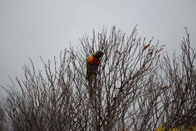 Parrot stock photo. Image of parrot, wildlife, green - 83915284