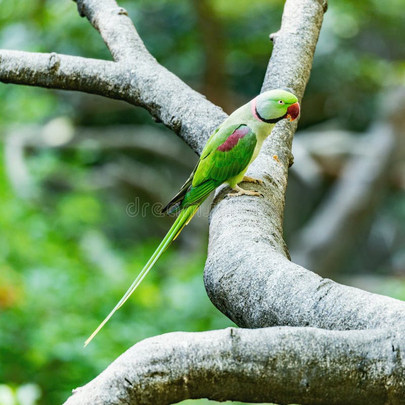 Parrot on the tree branch. stock photo. Image of tropical - 133683572