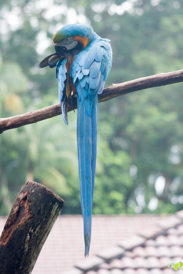 Parrot on Tree Branch in a Zoo Stock Image - Image of feather, life ...