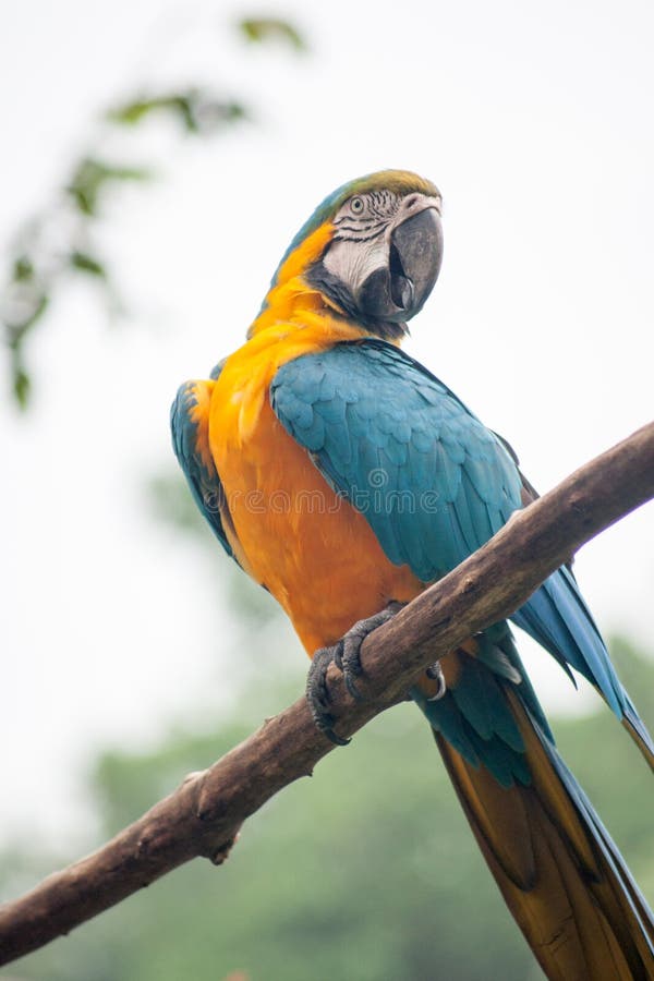Parrot on Tree Branch in a Zoo Stock Image - Image of fauna, daylight ...