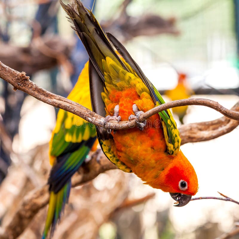 Parrot on a Tree Branch stock image. Image of nature - 42096203