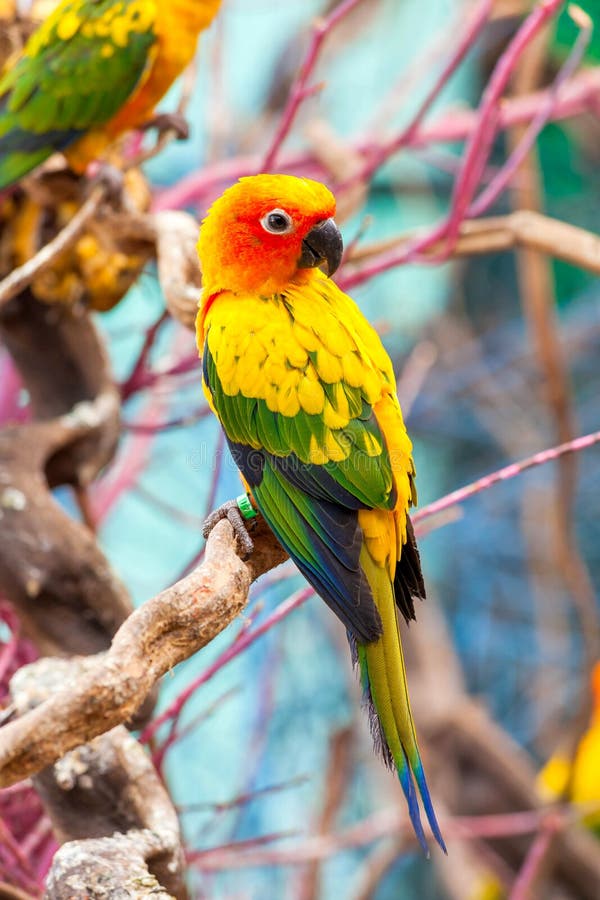 Parrot on a Tree Branch stock image. Image of colorful - 42096207