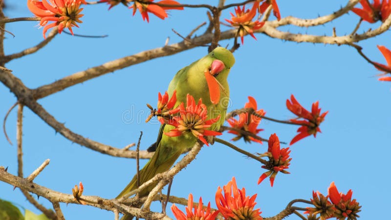 Parrot on the Tree Eating Fruit Stock Image - Image of flower, bird ...