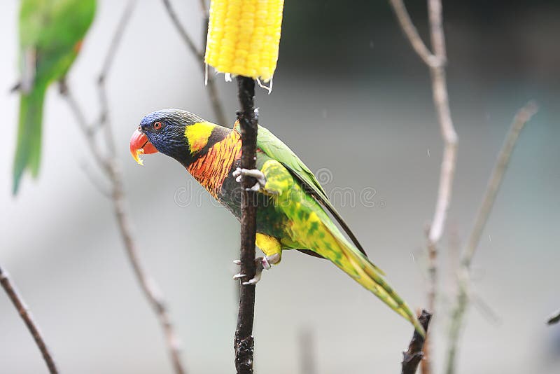 The parrot on the tree stock photo. Image of bird, nestnest - 140765188