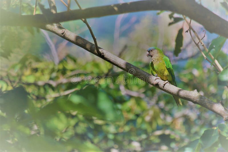 Parrot in a tree stock photo. Image of tail, green, leaves - 147179600